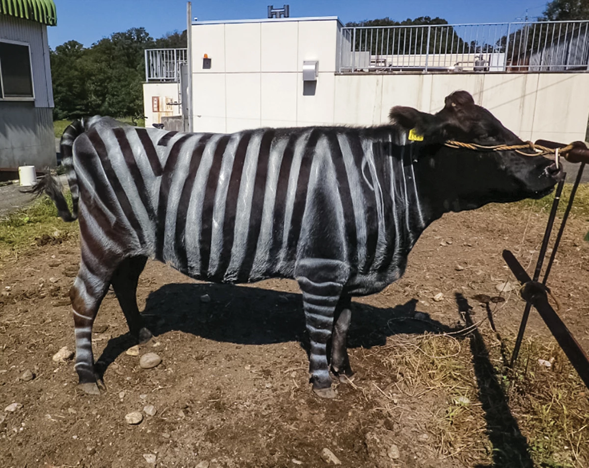 Kajian Lembu Dengan Corak 'Zebra' Menang Hadiah Ig Nobel 2025